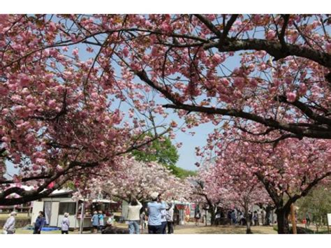 天平の花まつりアクセスイベント情報 じゃらんnet