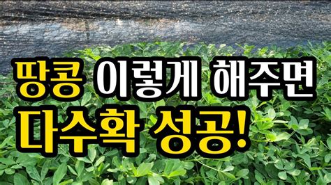 땅콩 지금 이렇게 해주면 다수확 성공 2022 7 21 땅콩추비 땅콩병충해방제 Youtube