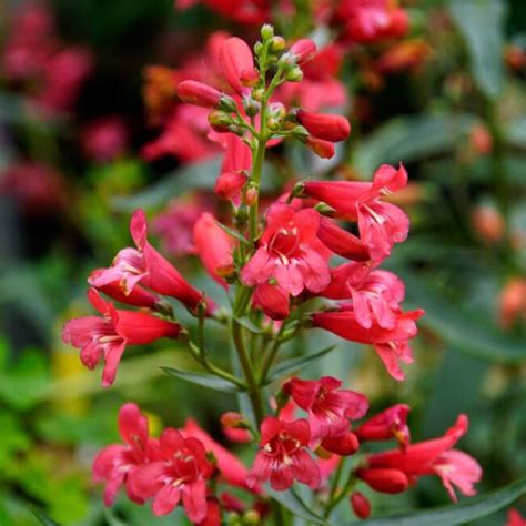Penstemon Pristine Scarlet Knippel Garden Centre