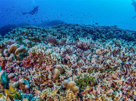 ВИДЕО Номхон далайн баруун өмнөд хэсгээс 300 жилийн настай хамгийн том шүрэн хадыг илрүүлжээ