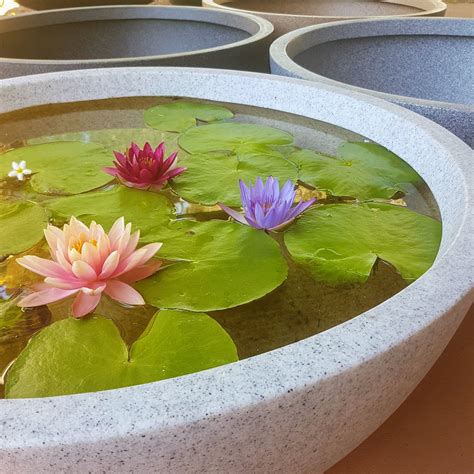 Water Lily Bowl Tips For Success