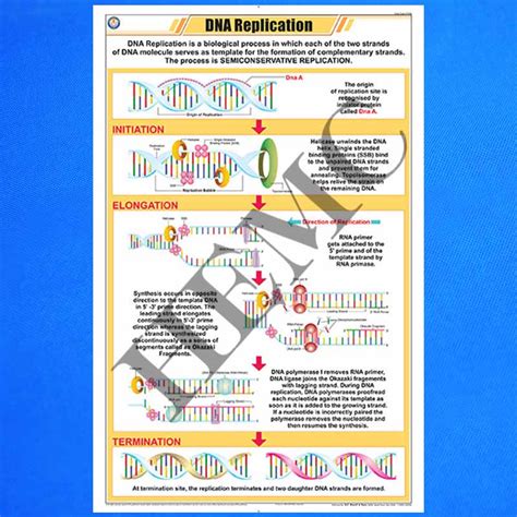 DNA Replication Laboratory Products