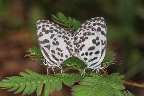 Encouraging Youth Towards Wetland Conservation Prof Deepthi Wickramasinghe The Morning Sri