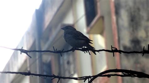 Sparrow By Ross Rae On Deviantart