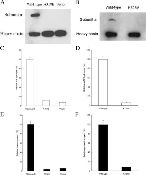 No Complementation Of The V Atpase Abnormalities By The Human And Yeast