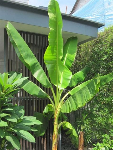 گیاه موز فروشگاه گل ورک