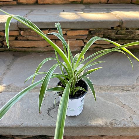 Pixie Punk Spider Plant Lichtenfelts