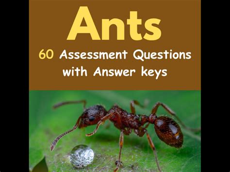 Ants 60 Assessment Questions With Answers Quiz Test Teaching