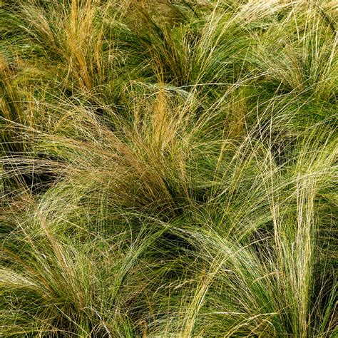 Zo Kan Je Zelf Siergrassen Planten In Je Tuin Aveve