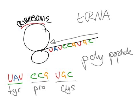 coding coding showme