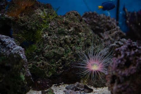 Life Under The Ocean Exploring Wild Marine Life Underwater Stock Image