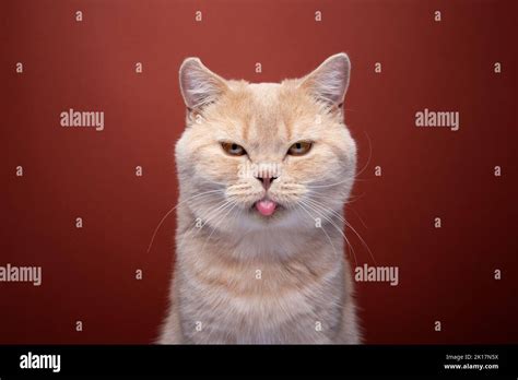 Angry Ginger British Shorthair Cat Portrait On Red Background Sticking