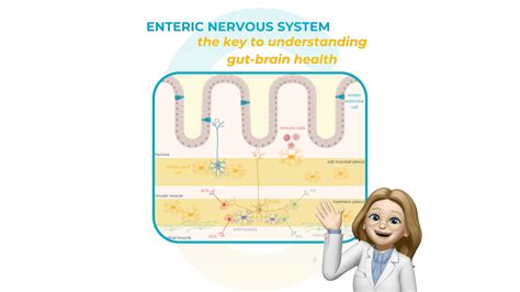 Enteric Nervous System The Key To Understanding Gut Brain Health