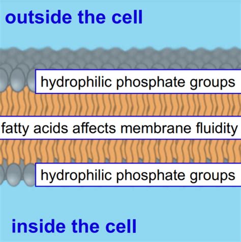 CELS Lecture 4 Flashcards Quizlet