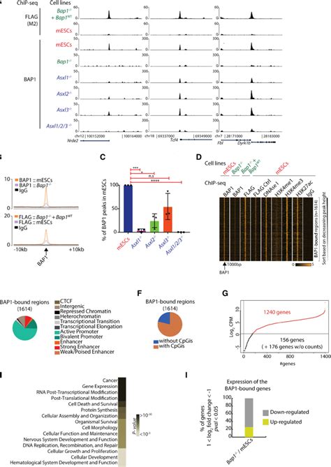 Bap1 Binds To Active Genes Involved In Key Cellular Processes In An Download Scientific Diagram