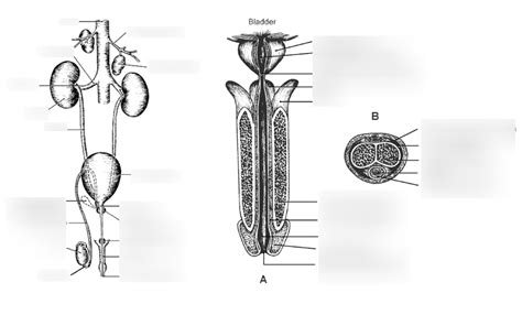 Male Reproductive Anatomy Worksheet Anatomy And Physi