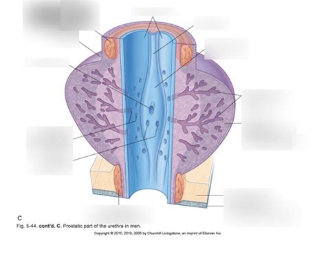 Prostate Diagram Quizlet