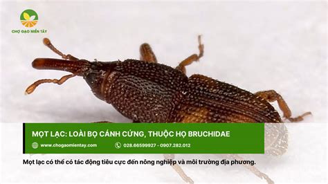 Con Mọt Là Con Gì Gồm Những Loại Nào Có Tác Hại Ra Sao Chợ Gạo Miền Tây