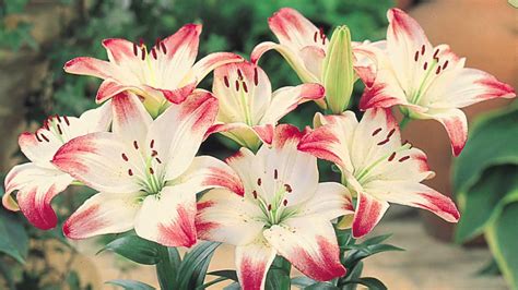 Stargazer Lily Wallpapers Top Free Stargazer Lily Backgrounds Wallpaperaccess