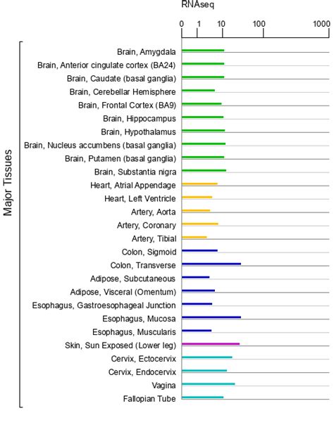 Fermt1 Gene Genecards Ferm1 Protein Ferm1 Antibody