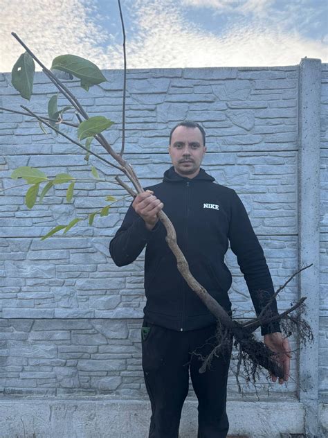 Саджанці ЗЕЛЕНА ПЛАНЕТА