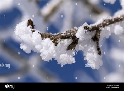 Ramo Coperto Di Brina Immagini E Fotografie Stock Ad Alta Risoluzione
