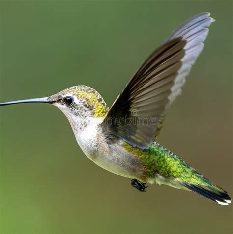 Flying Ruby Throated Hummingbird Stock Photo Image Of Wing Hummingbird