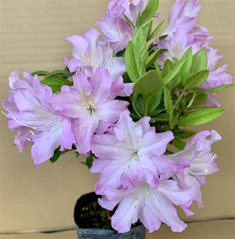 Yahooオークション ツツジ 交配種 貴婦人