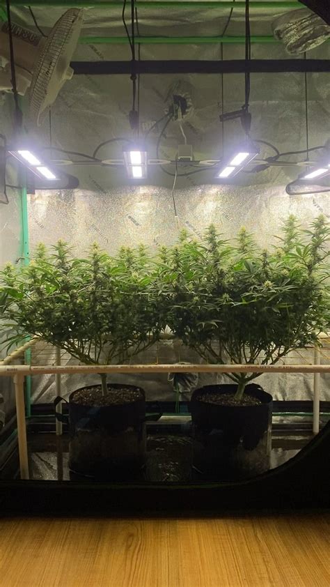 Listening To Fans And Watching Grass Grow At The End Of A Hard Work Day Rmicrogrowery