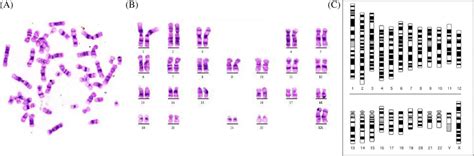 A Sample Input And Output Of The End To End Automated Karyotyping Download Scientific Diagram
