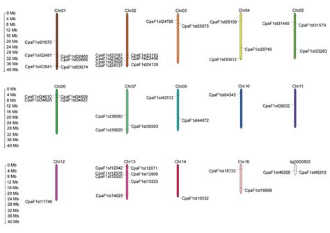 Chromosome Distribution Of Mikc Type Mads Box Genes C Paliurus