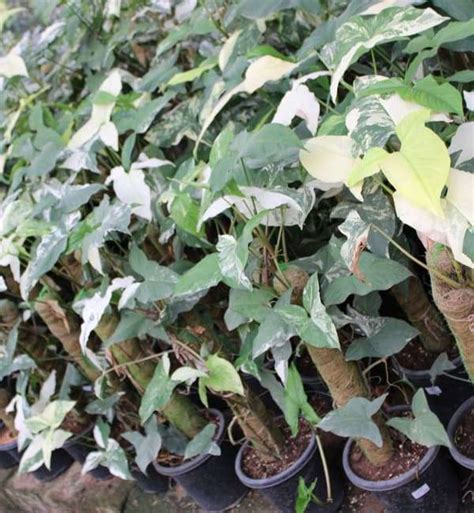 Syngonium Podophyllum Sri Krishna Nursery