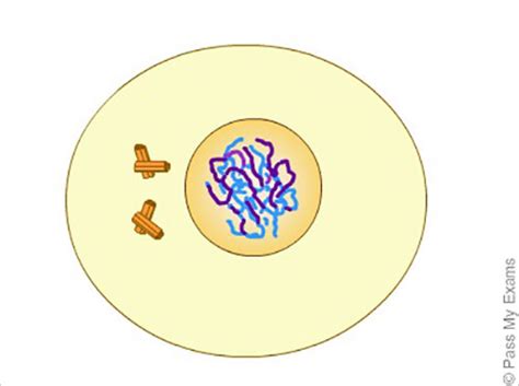 Meiosis Cell Division Animation Pass My Exams Easy Exam Revision