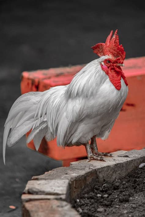 White That Looks Very Dashing Stock Image Image Of Poultry