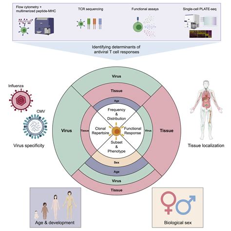 Heterogeneity Of Human Anti Viral Immunity Shaped By Virus Tissue Age
