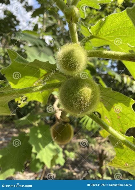 Raw Fruit Of Of Solanum Ferox Or Solanum Stramonifolium Stock Image