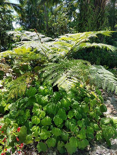 Begonia Garden Mounts Botanical Garden Of Palm Beach County