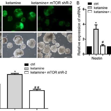 Mtor Mediates The Function Of Ketamine Regulated Neural Download