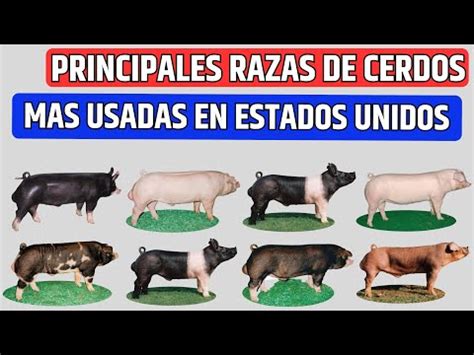 Razas De Cerdos