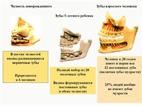 Пищеварительный тракт человека Функции пищеварительной системы