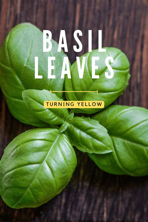 Basil Leaves Turning Brown Causes And Solutions Fallsgarden