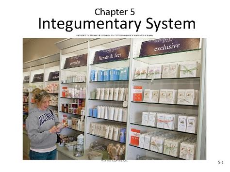 Chapter 5 Integumentary System 5 1 5 4