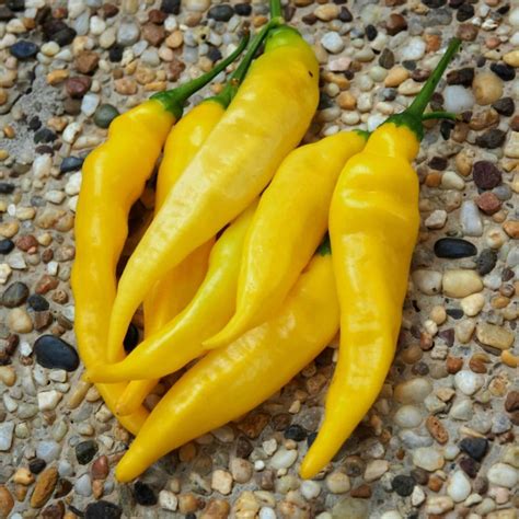Aji Pineapple Chili Pepper Seeds - Price €1.50