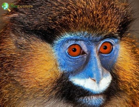 Moustached Guenon Characteristics Cercopithecus Cephus Diet And Facts