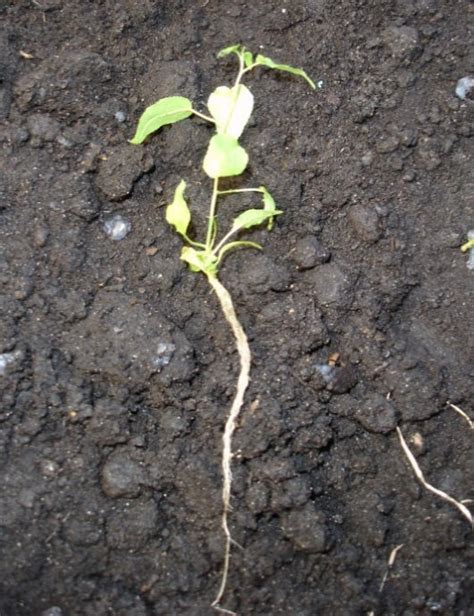 Aspen Sprout Obtained From Vegetative Buds Of Aspen Clone No35 Grown