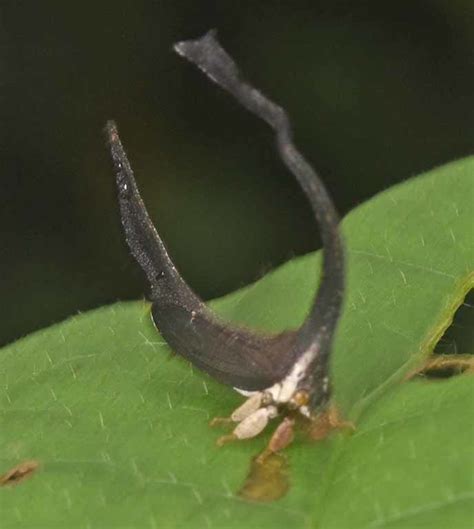 Cladonota Apicalis From San Pedro Pochutla Oax Mexico On September 2