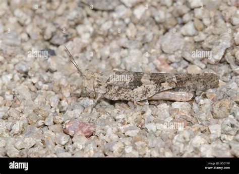 Pallid Winged Grasshopper Trimerotropis Pallidipennis Female Stock