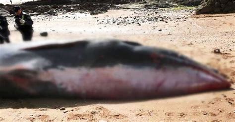 의문사 고래 몸속에 사람 100배 환경호르몬 축적