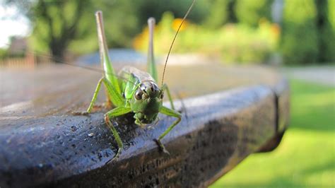 Cricket Grasshopper Insect Free Photo On Pixabay Pixabay