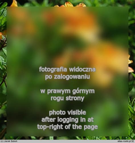 Rhododendron Hort Lemonora